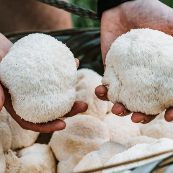 Fresh Lion's Mane Mushroom (500 gr) – Cantina Canggu