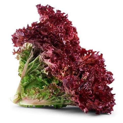 Red Lolo Rosso Lettuce (100g) – Cantina Canggu